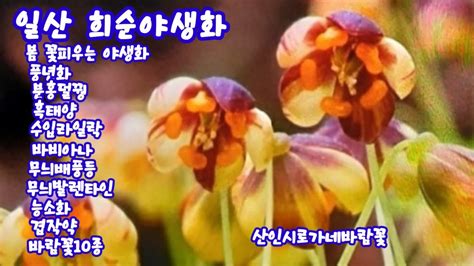 일산 희순야생화 풍년화설유화분홍덜꿩자엽해당화무늬사스레피흑태양히말라야등불무늬가막살수입라일락바비아나능소화무늬배풍등무늬발렌타인근상풍로초바람꽃10종