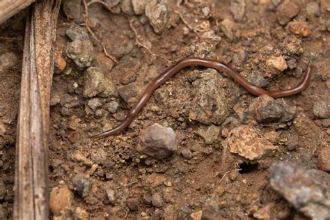 Weirdest Water Worms Ever Discovered