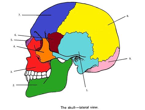 Cranium Bones 2 Diagram Quizlet