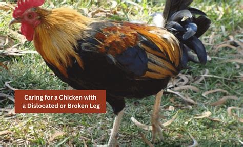 What Does Chicken Leg Mean At Peter Crocker Blog