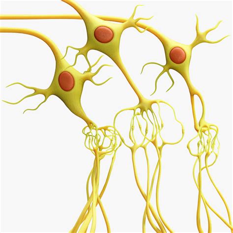 Olfactory Epithelium Microscopic Flippednormals