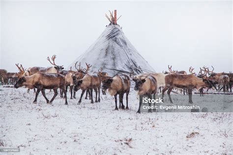 야말 반도 시베리아 겨울에 순록 무리였던 순록들은 추운 겨울날에 북극원 근처의 툰드라에서 최고의 방목을 위해 이주합니다 툰드라에 대한 스톡 사진 및 기타 이미지 Istock
