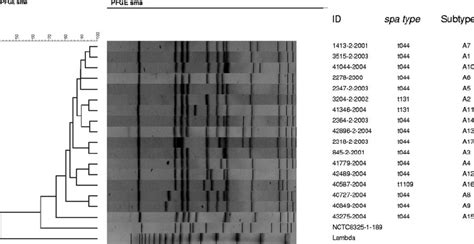 Dendrogram Created By The Unweighted Pair Group Method Using Average