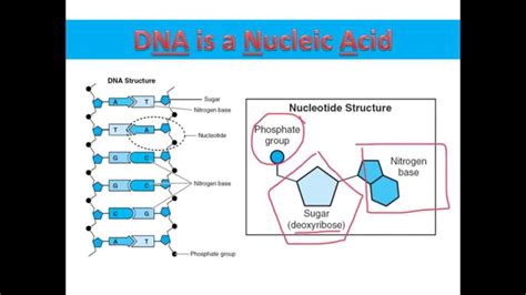 Phosphate Dna Model