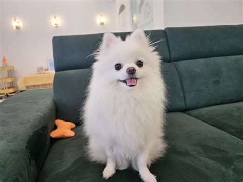 포메라니안모찌 강아지 강아지책임분양 강아지분양 고양이분양 컴투펫 시츄 셔틀랜드쉽독 말티푸 미니핀 치와와 요크셔테리어