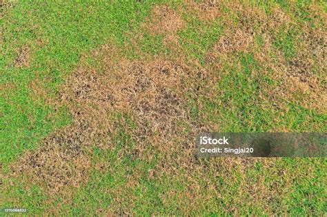 죽은 잔디 상단 보기 벽지 자연 배경 텍스처 녹색과 노란색 잔디 질감의 질감은 나쁜 조건에서 손상 해충과 질병 필드까지 잔디 관리 및 유지 보수의 부족 0명에 대한 스톡