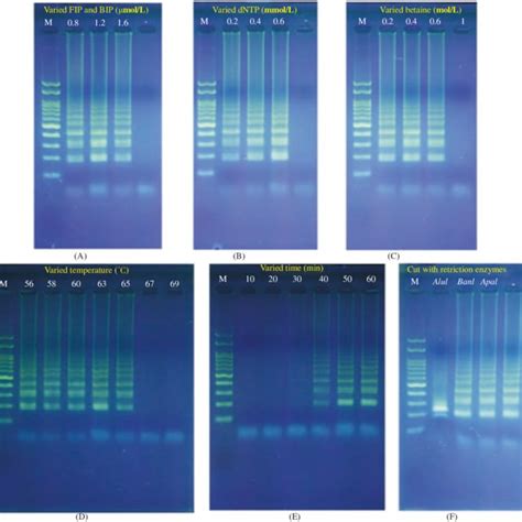 Optimization Of Lamp Reaction For N Ceranae A Effect Of Primer Fip Download Scientific