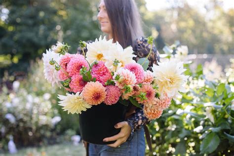 How To Use Dahlia Cuttings To Multiply Your Plants