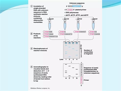 Dna Sequencing Methods Ppt