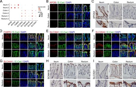 Single Cell Transcriptome Analysis Reveals Differential Nutrient Absorption Functions In Human