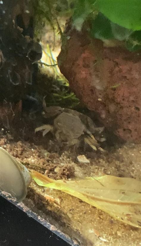 Caught My Freshwater Crab Molting R Aquariums