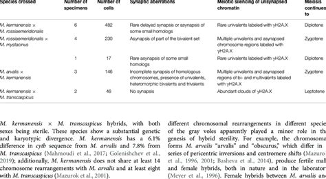 Meiotic Aberrations Detected In The Interspecies Hybrid Male Gray Voles