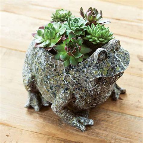 Succulent Frog Succulents And Plants Olive And Cocoa Llc