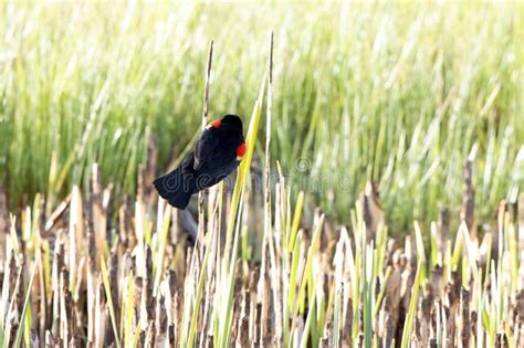 A Red Winged Blackbird Male Shows His Red Epaulets As He Clings To A