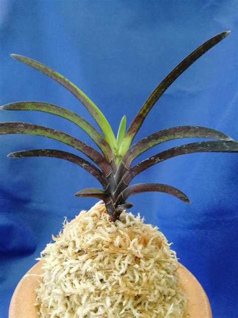 Yahooオークション 富貴蘭 鴬宿梅