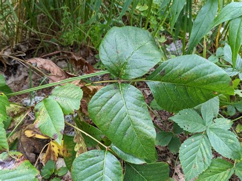 The Many Identities Of Poison Ivy — Chocorua Lake Conservancy