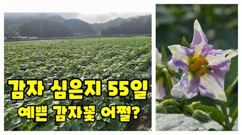 감자 심은지 55일 생육상태 확인 수미감자 감물감자 괴산감자 풀뿌리농장 석성수 감자재배방법 Youtube