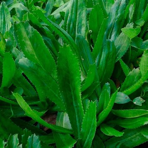 Diferencias Entre Culantro Y Cilantro No Son Lo Mismo Blog Entre