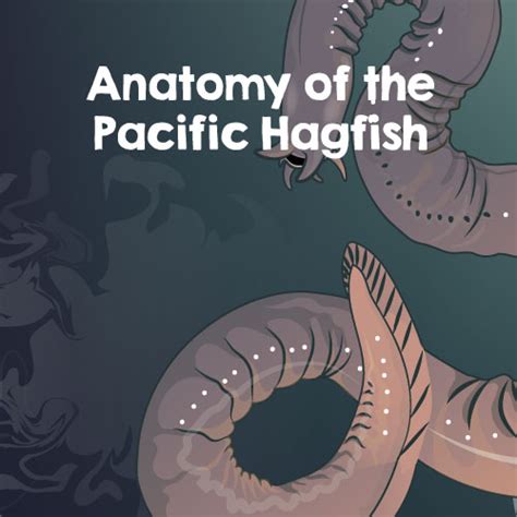 Hagfish Anatomy
