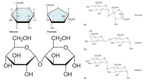 Disaccharides Definition Classification Functions Examples Biology Notes Online