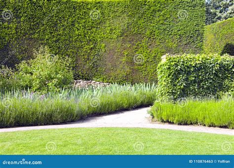 Зеленая стена изгороди лаванда в цветени в английском ландшафтном саде Стоковое Изображение