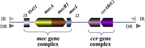 The Structure Of Sccmec 140 Sccmec Is Composed Of Two Essential Gene Download Scientific
