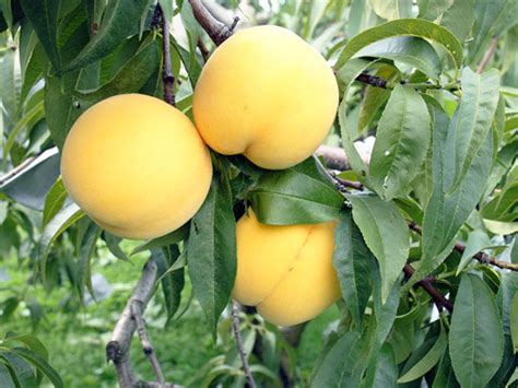 通道嚞翔农产品开发有限公司通道水蜜桃销售红心火龙果销售阳光玫瑰销售火龙果苗哪里好