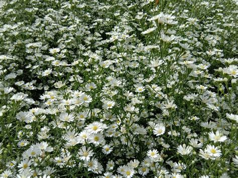 ดอกคัตเตอ สวนคัตเตอร์เชียงใหม่ ดอกไม้สด ขายส่ง เชียงใหม่