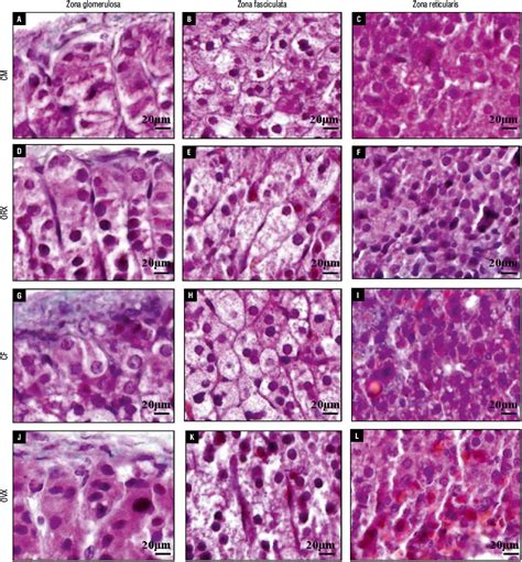 Sex Differences In Adrenal Cortex Beta Catenin Immunolocalisation Of
