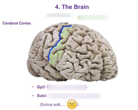 The Brain Cerebral Cortex Diagram Quizlet