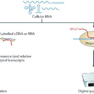 Fundamental Differences Between Microarray And RNA Seq Technologies Download Scientific