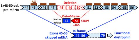 Delecciones Intragénicas Exon Level Deletions Neuropediatoolkit