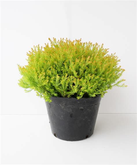 ラインゴールド コニファー販売植木買うならグリーンロケット