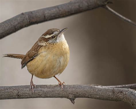Carolina Wren