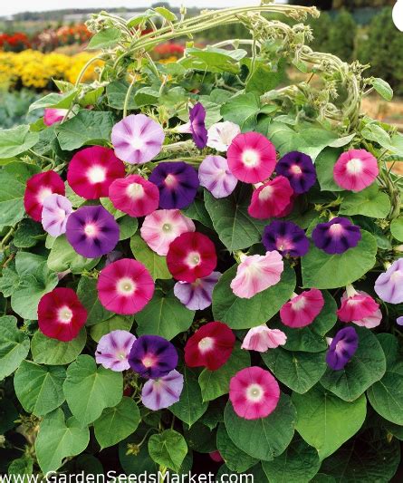 Вьюнок на даче? Роза в горшке? Теперь за них можно сесть на 2 года. Чем ...