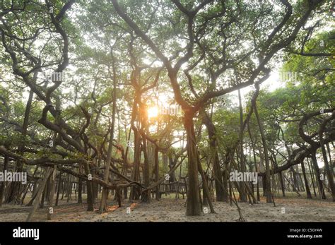 World Largest Banyan Tree