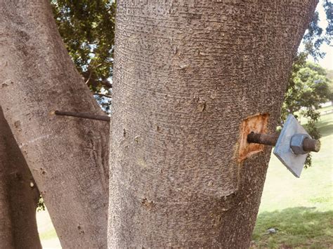 Tree Cable Bracing Heritage Tree Care