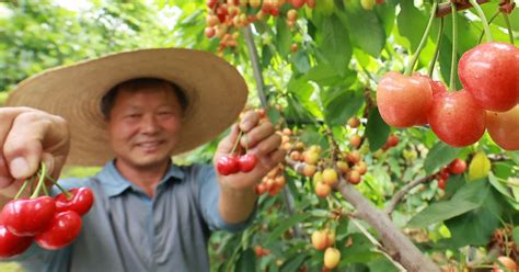 빨갛게 익은 체리 수확 합니다