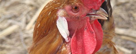 Biobanking Of Indigenous Chicken Breeds