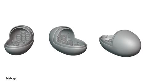 3d File Chloroplast Cross Section Anatomy・model To Download And 3d Print・cults