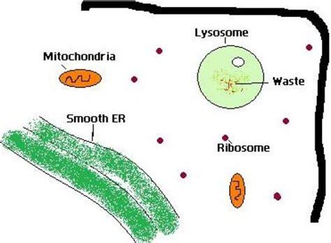 Difference Between Lysosome And Peroxisome Characteristics Structure Function