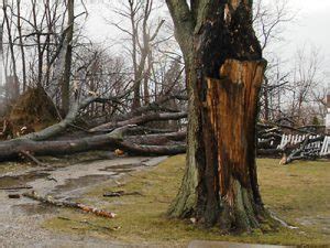 Recognizing Tree Hazards