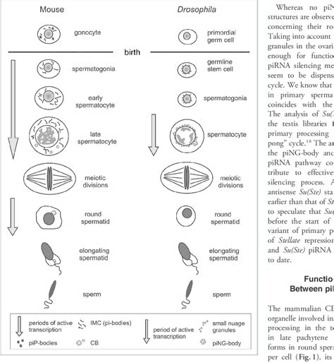 Scheme Of Spermatogenesis In Mouse And Drosophila Left Germ Granules Download Scientific