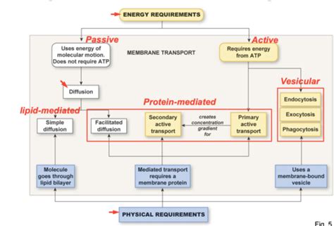 Membrane Transport And Osmosis Flashcards Quizlet