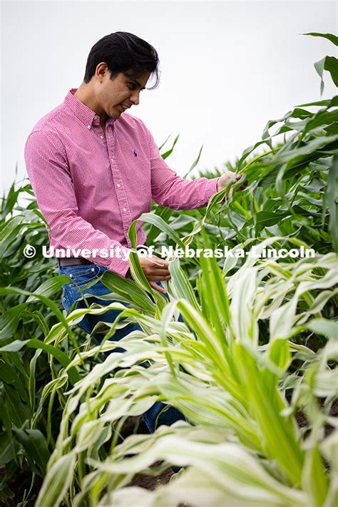 250711cornnursery2615 Digital Photo Archive University Of