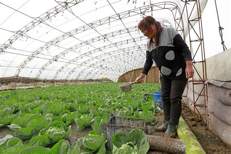 冬季露地大棚蔬菜管理要点农户快收好 搜狐大视野 搜狐新闻