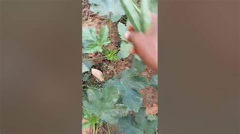 Bhindi Ka Podha Youtube