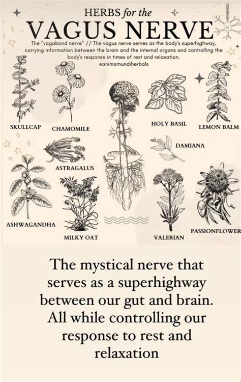 13 Histamine Intolerance Ideas Intolerance Low Histamine Diet