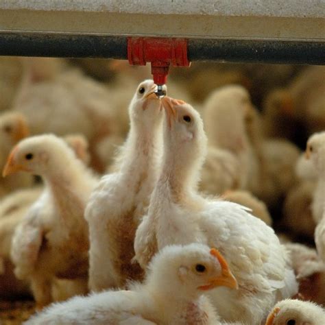 Using An Attenuated Eimeria Vaccine In Broilers With In Ovo Application