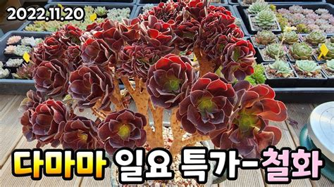 일요일 다마마의 철화 특가 판매 눈 앞에 보이는 수형 그대로 배송해드립니다 20221120 Youtube